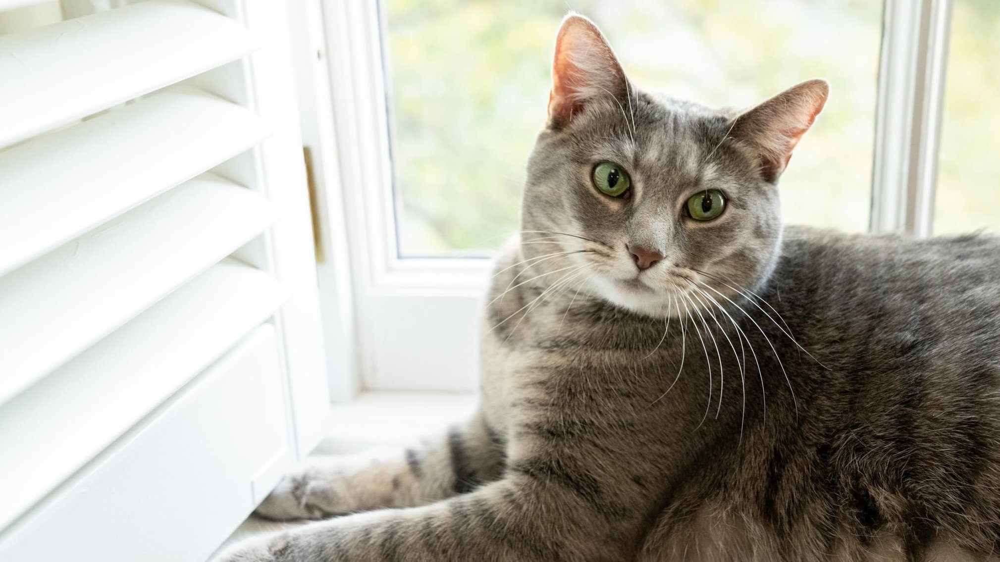 Meet Willow, the Bidens' new, very presidential-looking cat : NPR