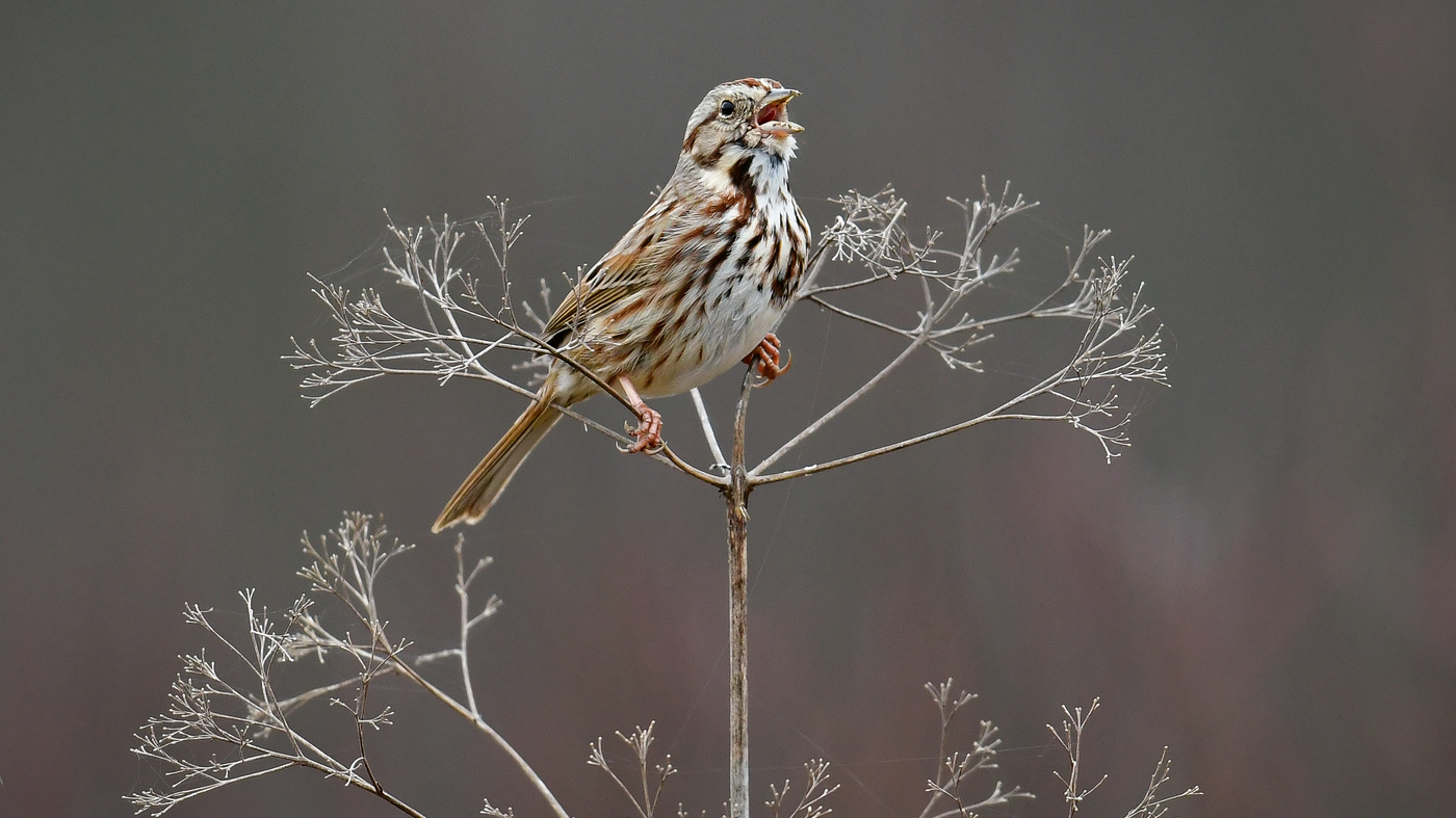 Why the song sparrow might be nature's best DJ : NPR