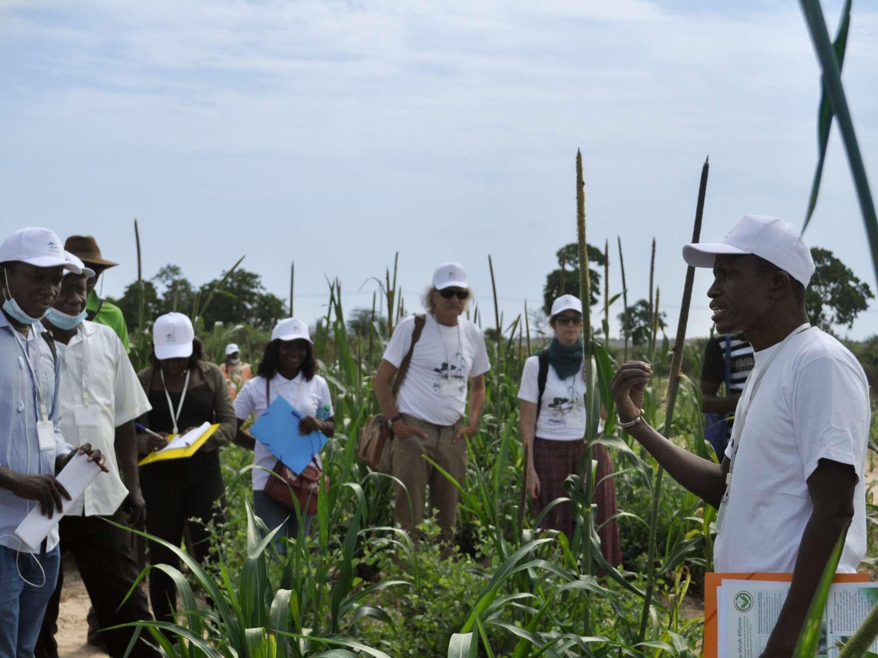 Farmers in Senegal learn to respect a scruffy shrub that gets no ...