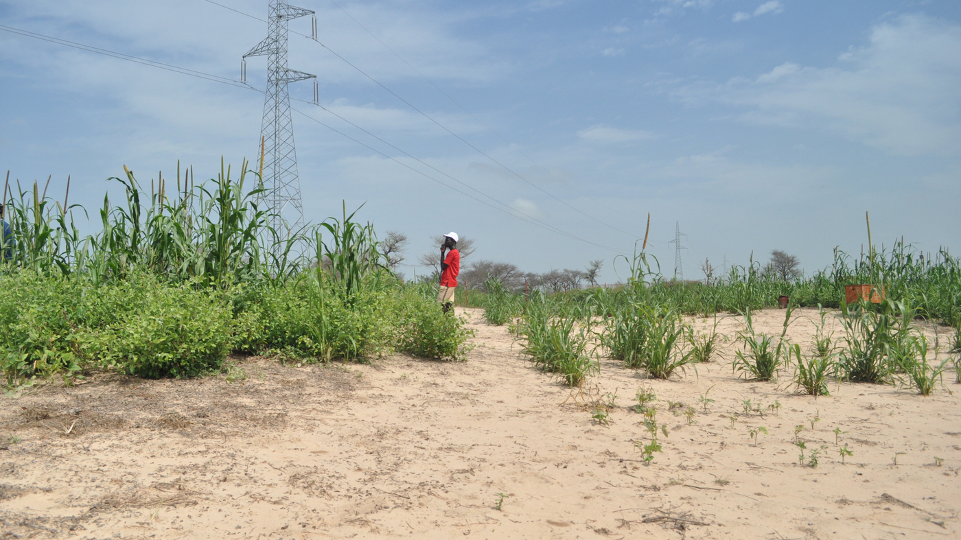 Scruffy shrub in Senegal gets new respect from farmers : Goats and Soda ...