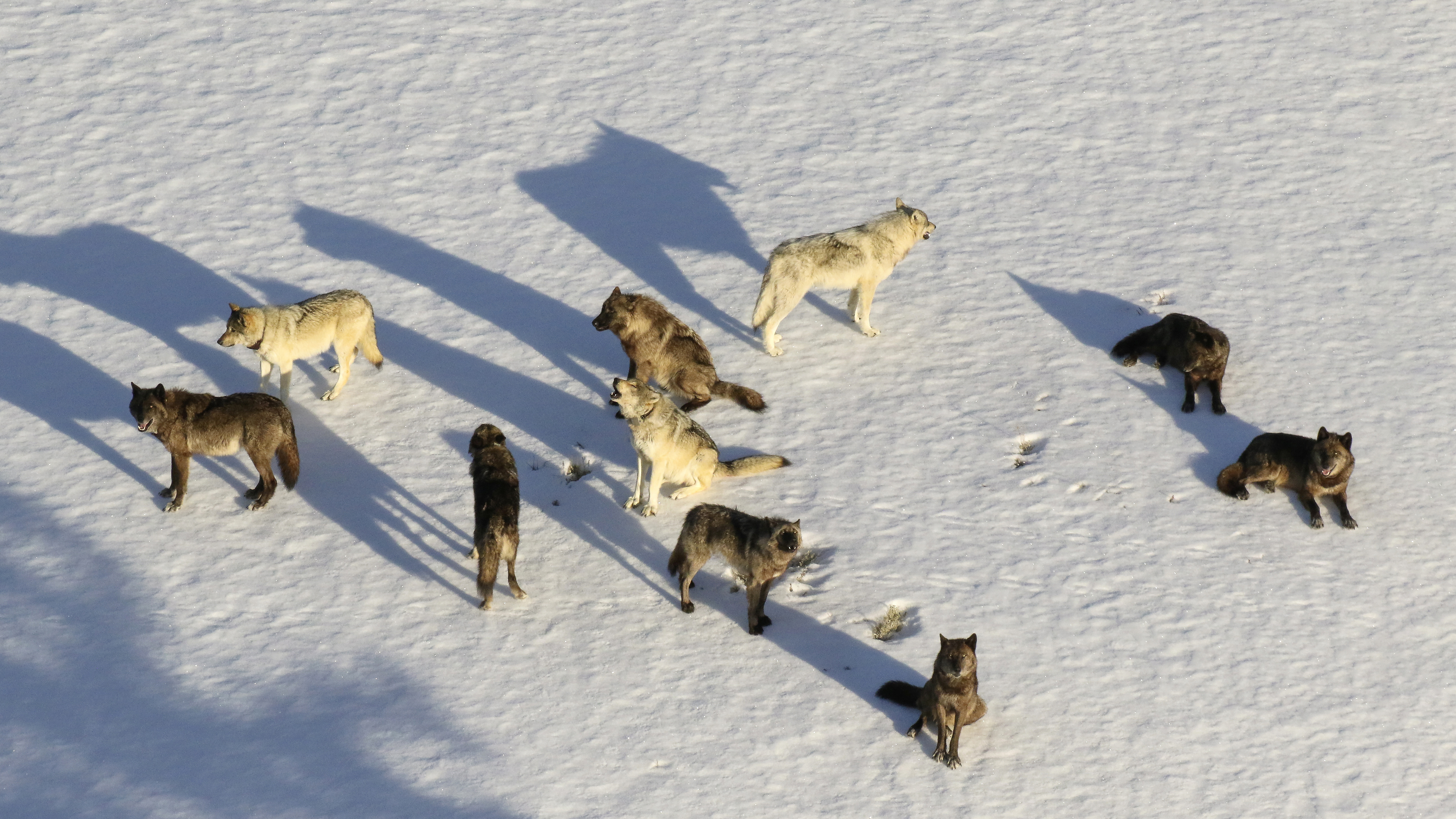 Gray wolf protections restored across much of the U.S. : NPR