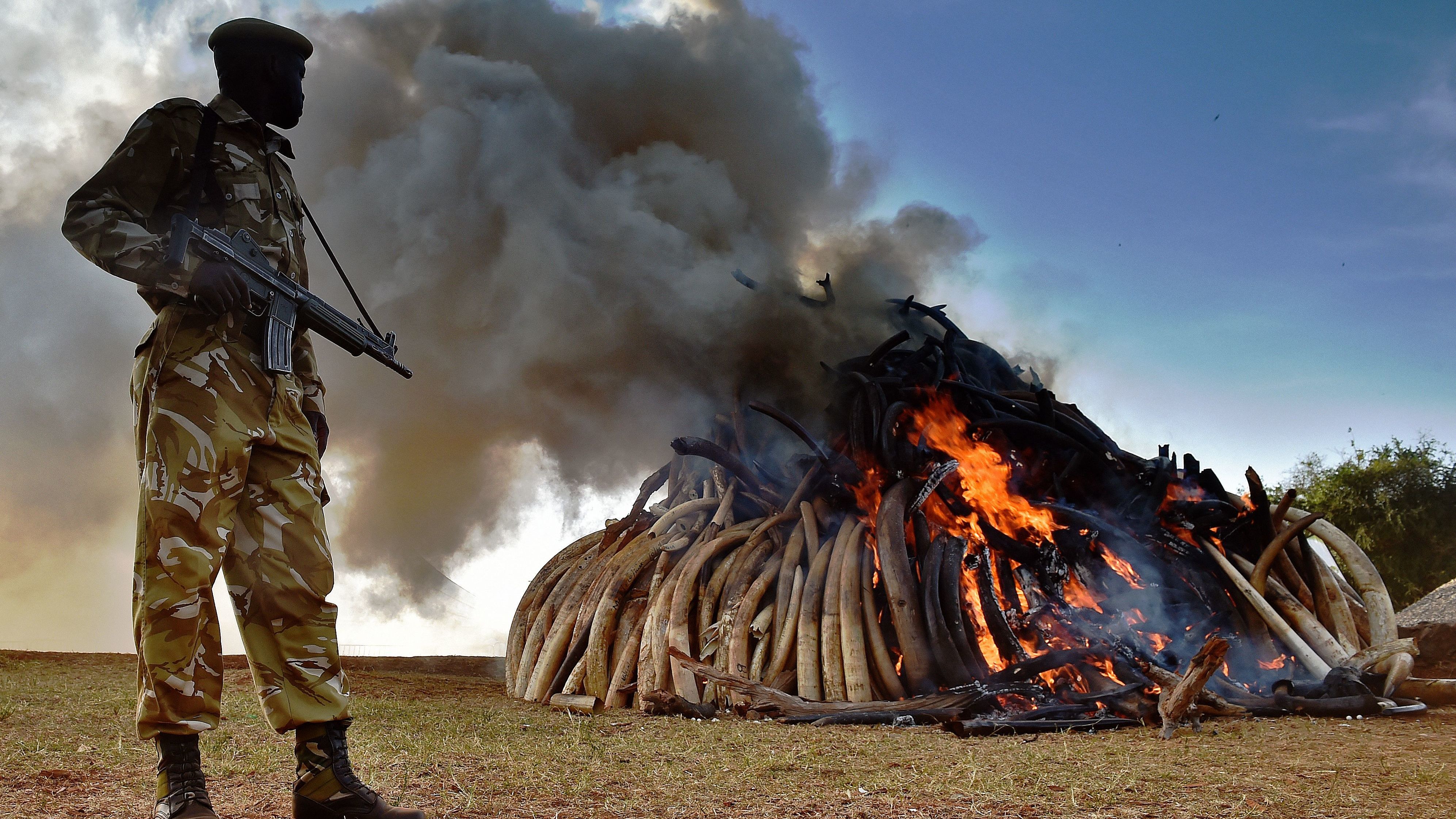 Elephant tusk DNA can expose poaching networks, analysis finds : NPR