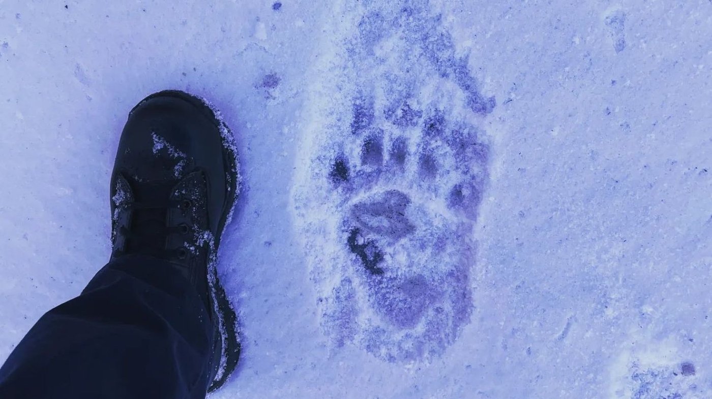 Hank the Tank: A massive bear has broken into dozens of homes near Lake ...