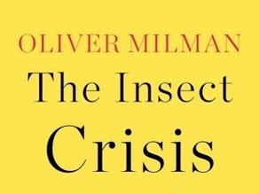 The world's insect population is in decline — and that's bad news for ...