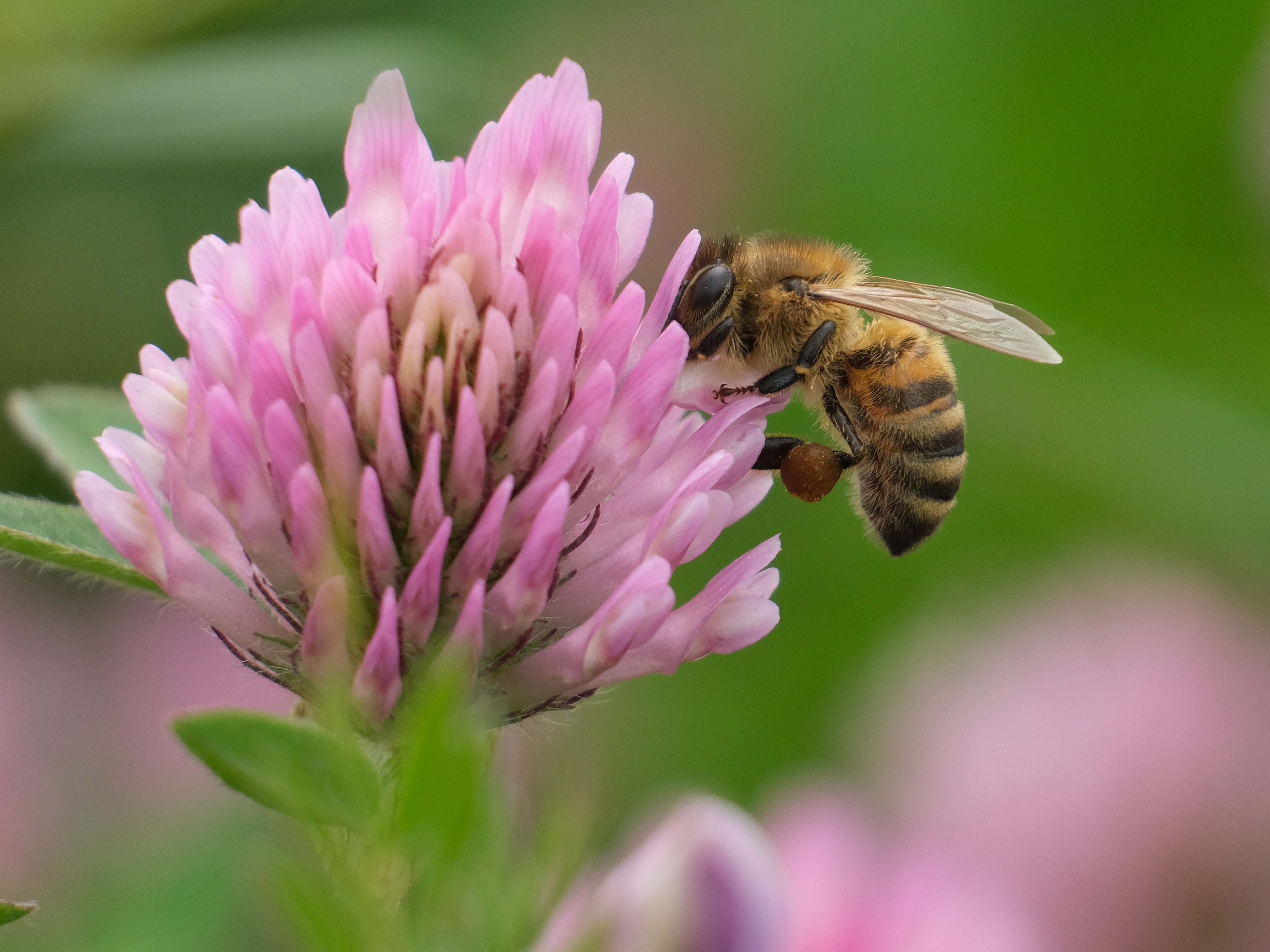 The world's insect population is in decline — and that's bad news for ...