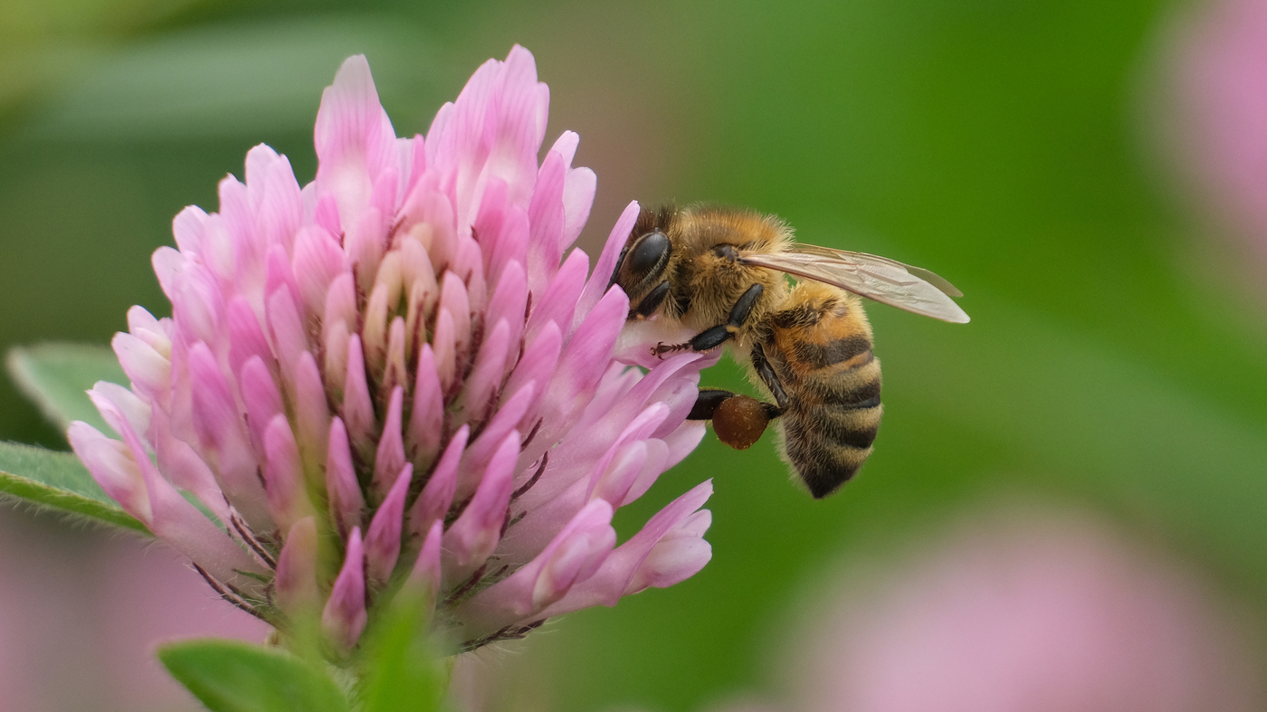 Oliver Milman says 'The Insect Crisis' is bad news for humans, too ...