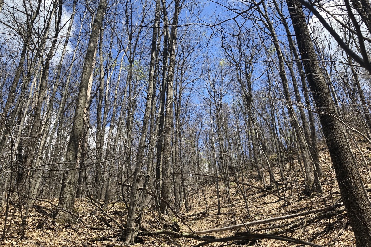 Spongy Moth is the new name for a destructive moth : NPR