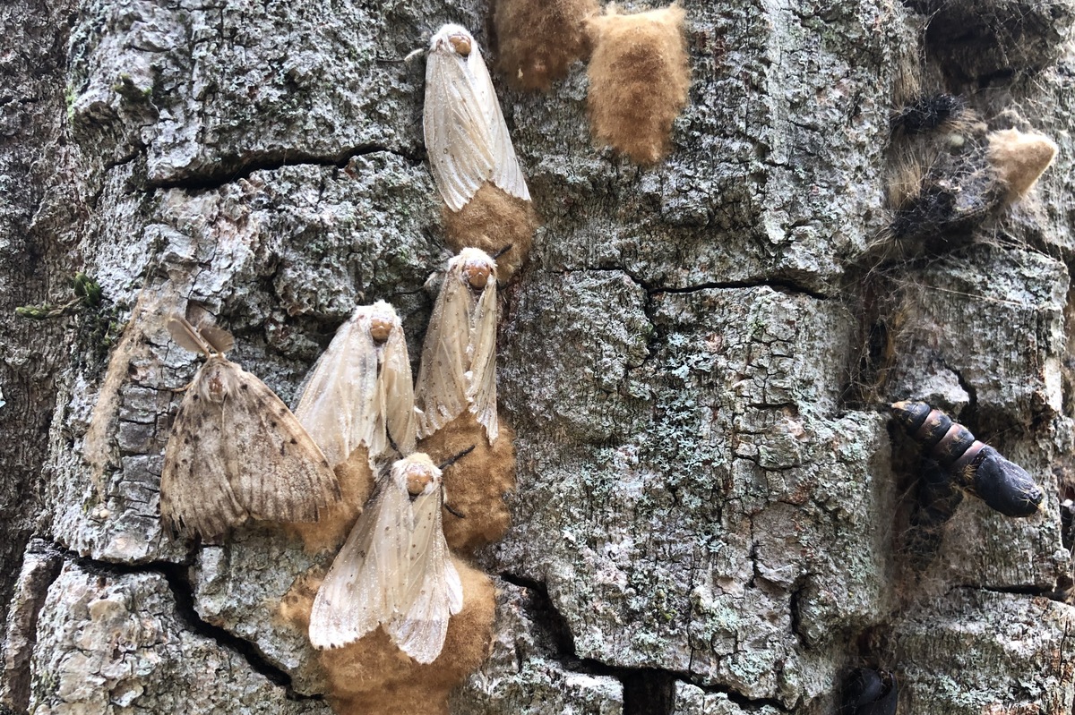 Spongy Moth is the new name for a destructive moth : NPR