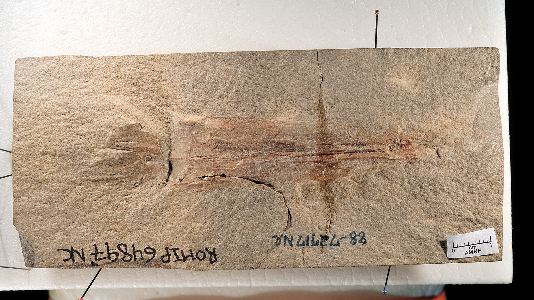 How a fossil with 10 arms changed the vampire squid game : NPR