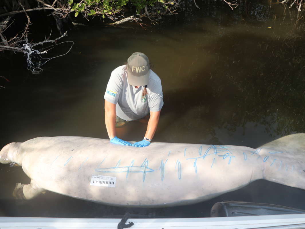 Saving starving manatees means saving this crucial lagoon habitat : NPR
