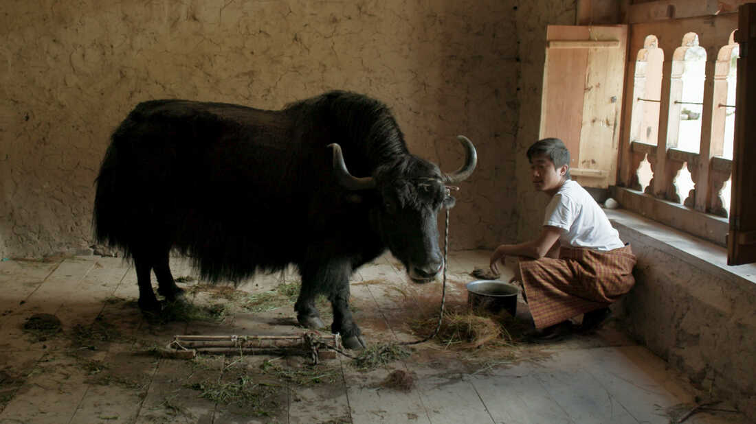 The story behind Bhutan's first Oscar nominee: 'Lunana: A Yak in the Classroom' : Goats and Soda ...