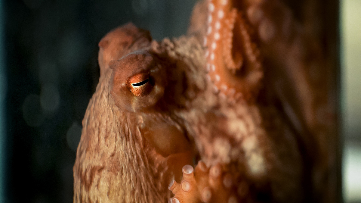 What Octopus Minds May Tell Us About Aliens : Short Wave : NPR