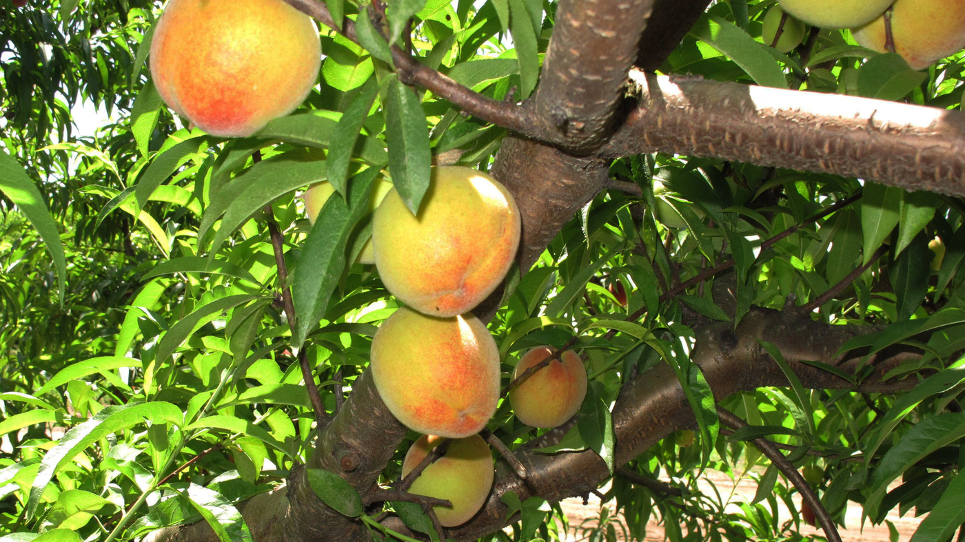 Why people prefer certain smells over others : NPR