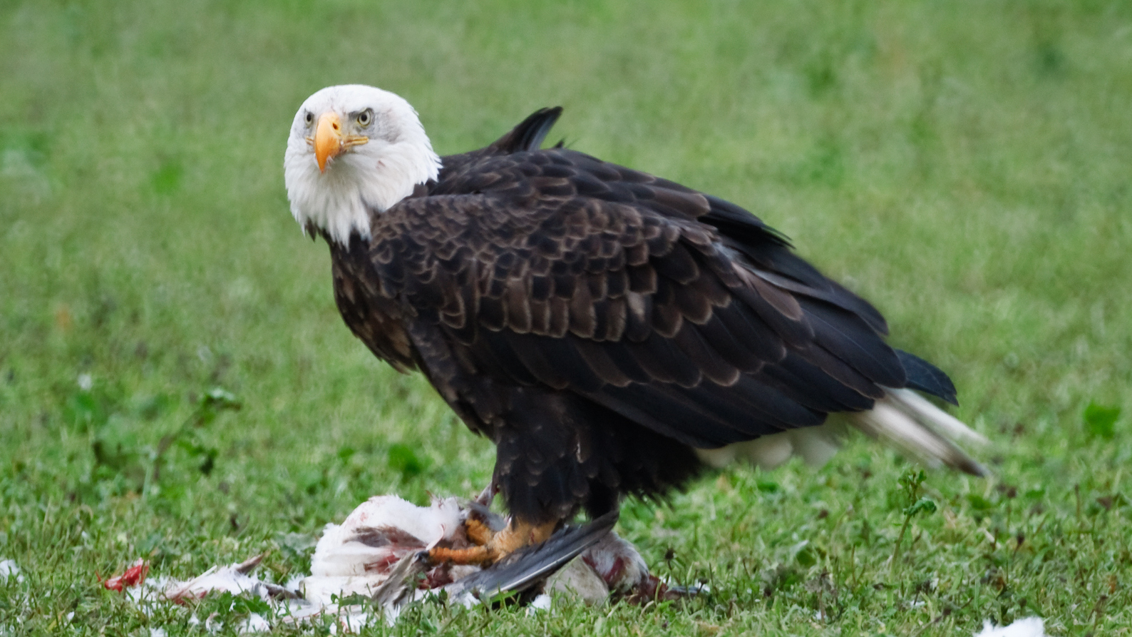 A worrisome new bird flu is spreading in American birds and may be here ...