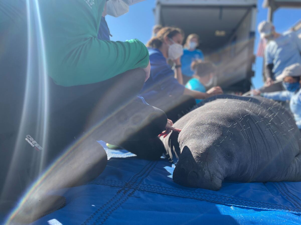 How power plants and environmentalists got manatees hooked on fossil ...