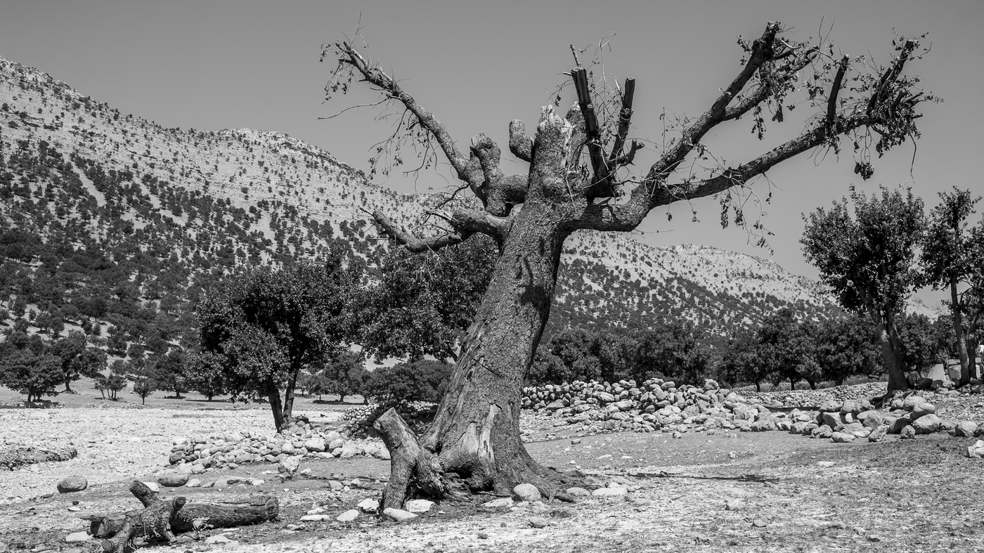 PHOTOS: These Iranian nomadic women persevere despite hardships : Goats ...