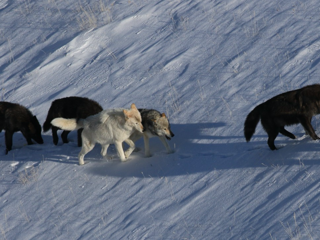 A record number of Yellowstone wolves have been killed ...