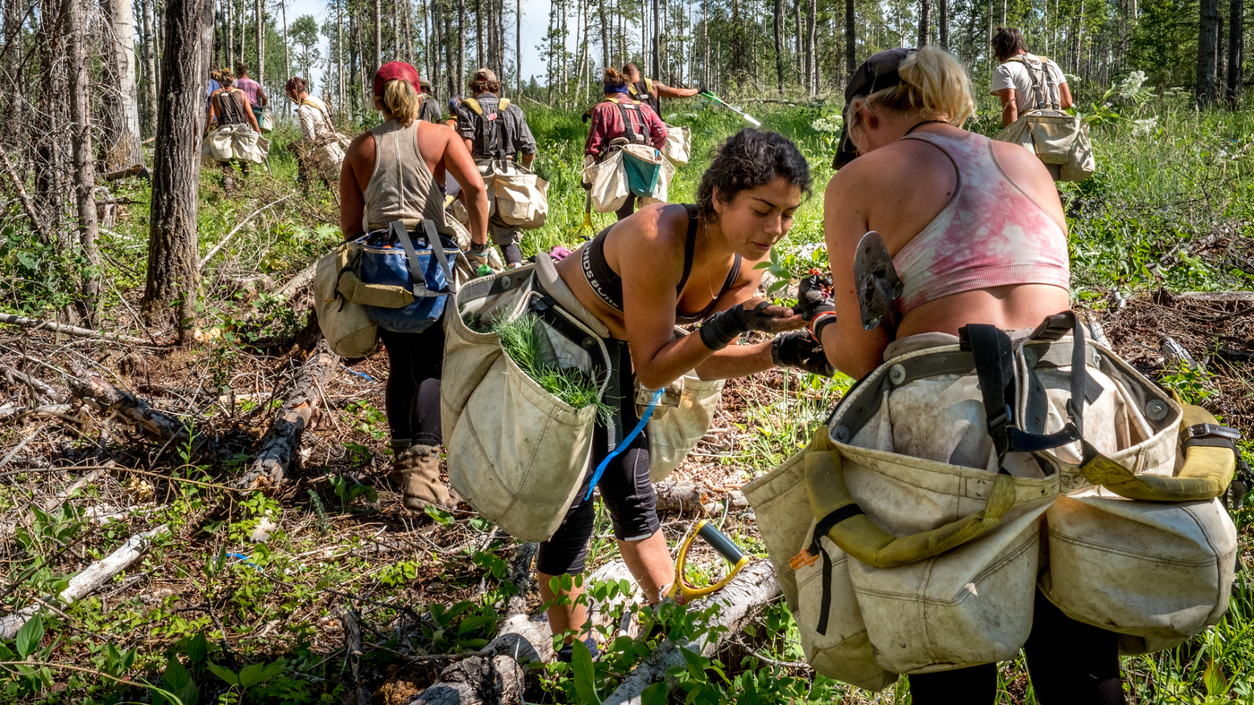 Former tree planter returns to his roots : The Picture Show : NPR