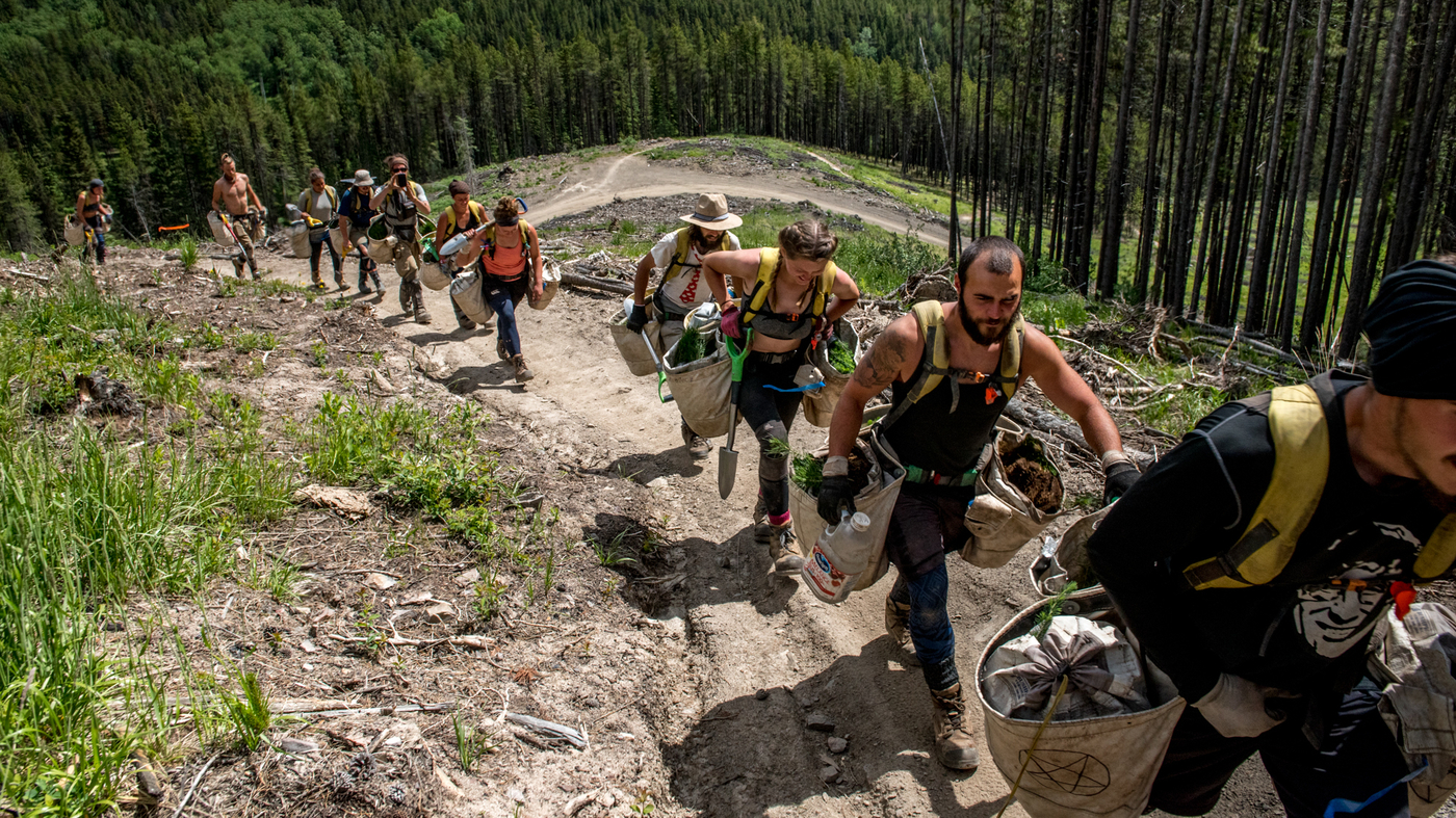 Former tree planter returns to his roots : The Picture Show : NPR