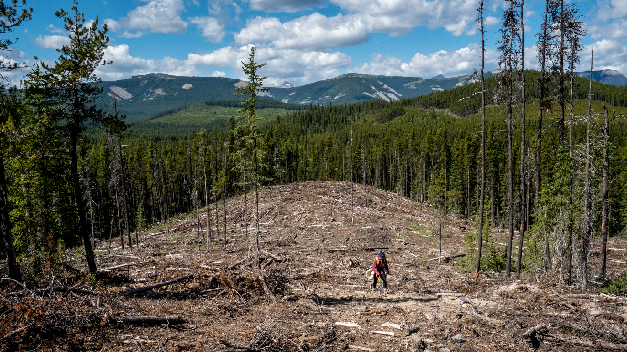 Former tree planter returns to his roots : The Picture Show : NPR