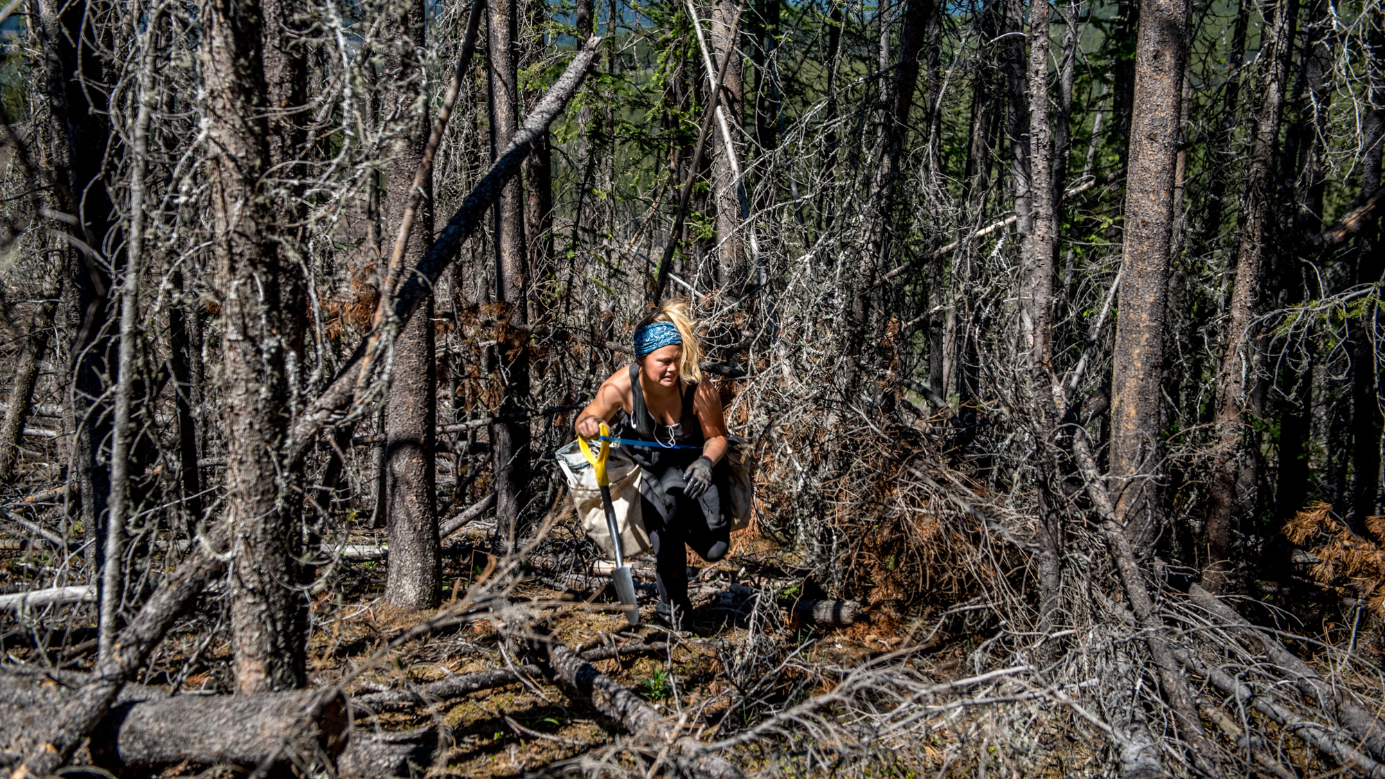 Former tree planter returns to his roots : The Picture Show : NPR