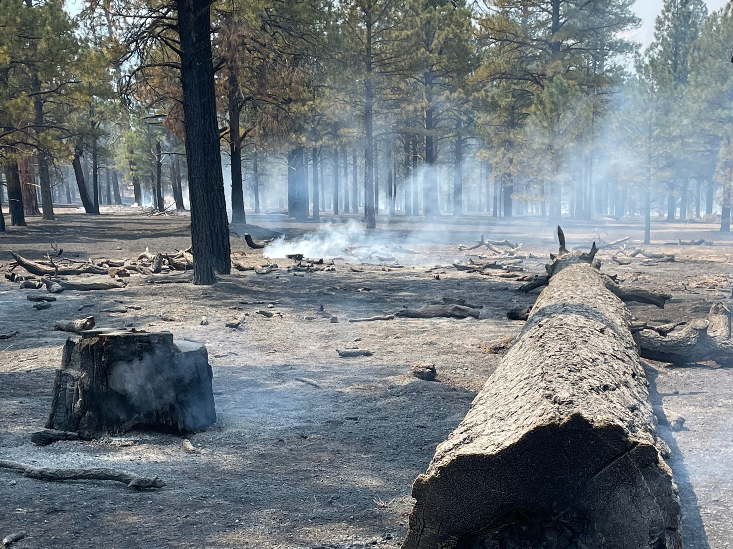 Fires hit Southwest, New Mexico's season 'dangerously early' | NCPR News