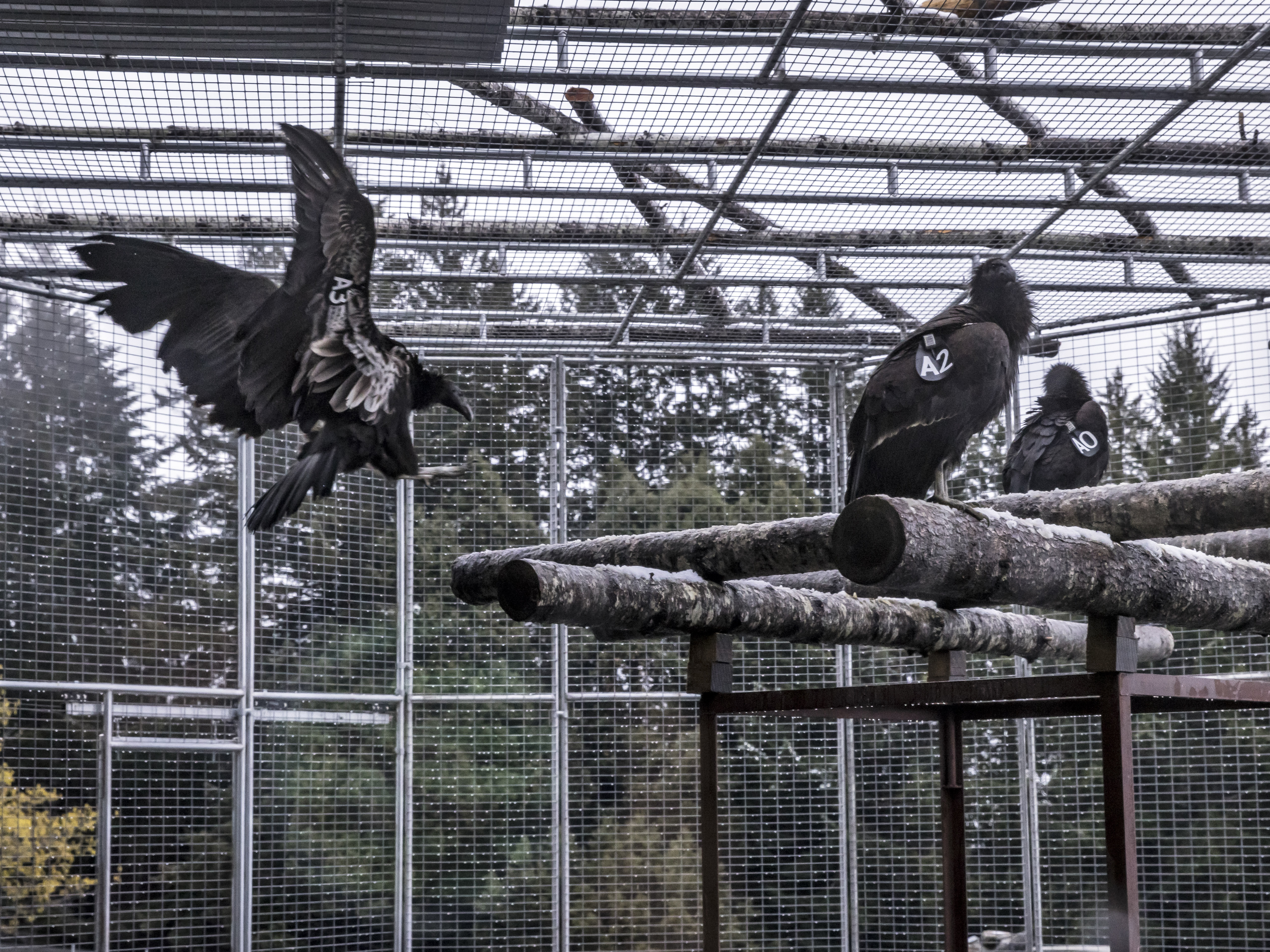 Condors are soaring again over Northern California's coastal redwoods ...