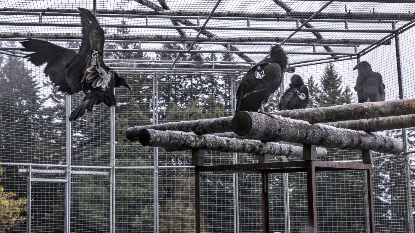 Condors soar again over Northern California's coastal redwoods : NPR