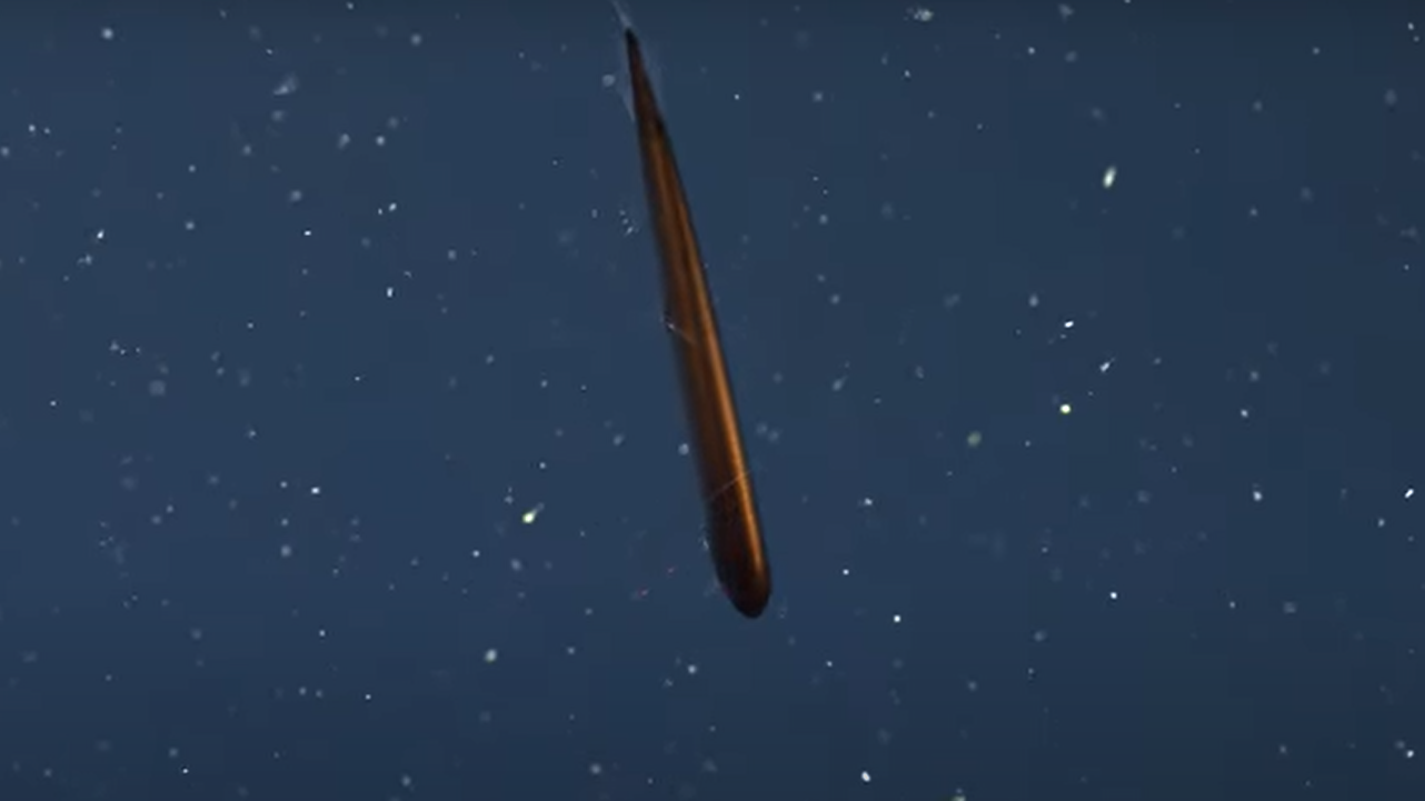 Researchers spot a rare type of dragonfish at 1,000 feet deep : NPR