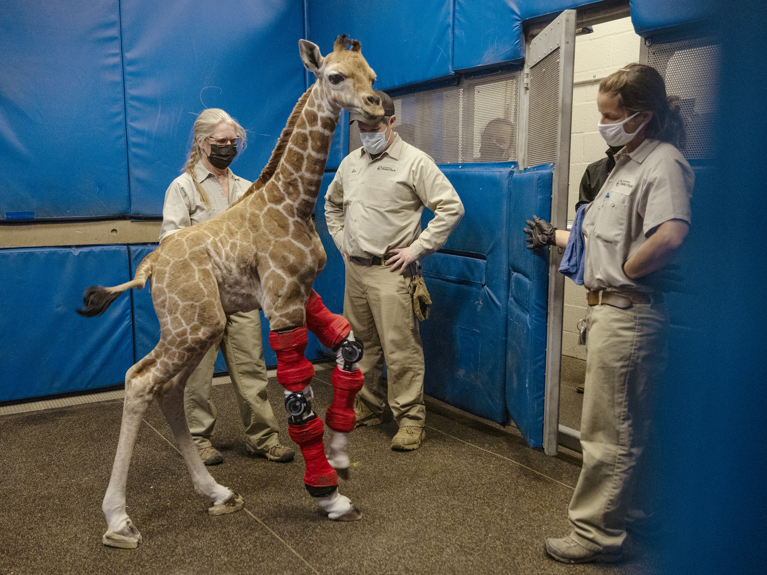 A giraffe born with a disorder gets modified leg braces designed for ...