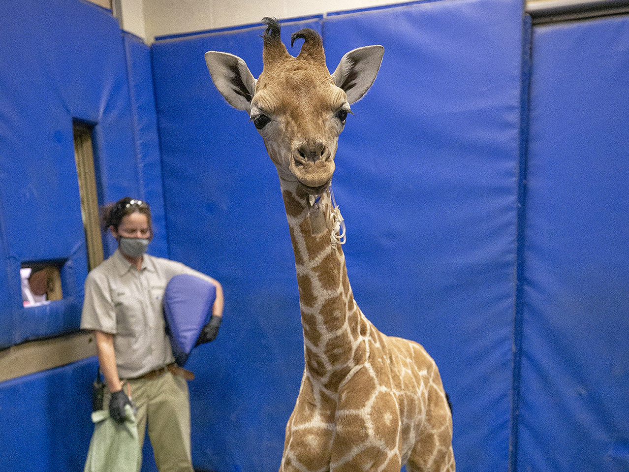 A giraffe born with a disorder gets modified leg braces designed for ...