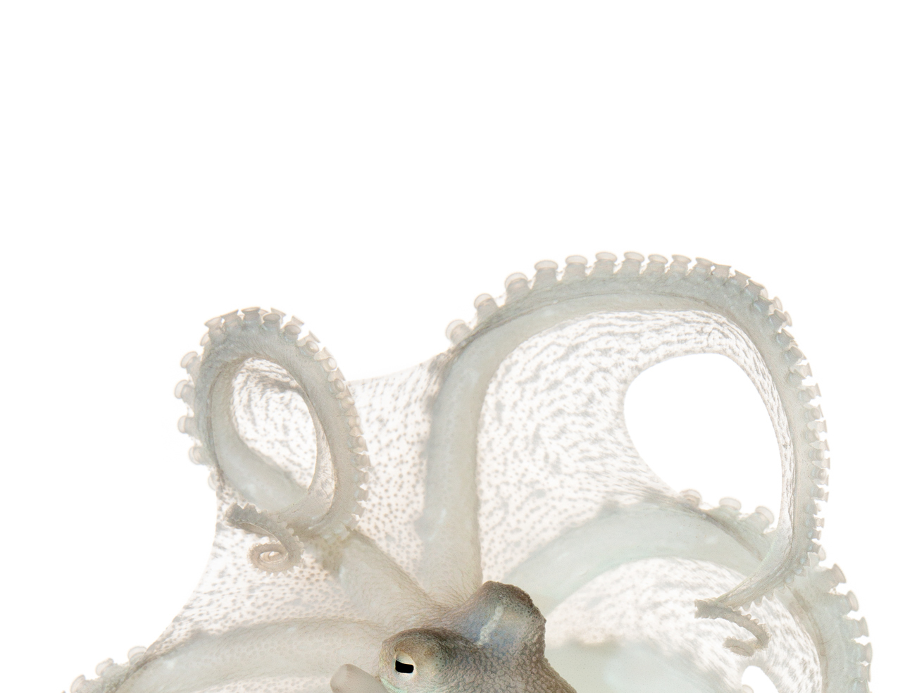 His job is to actually really stare at octopus, seahorse, jellyfish ...