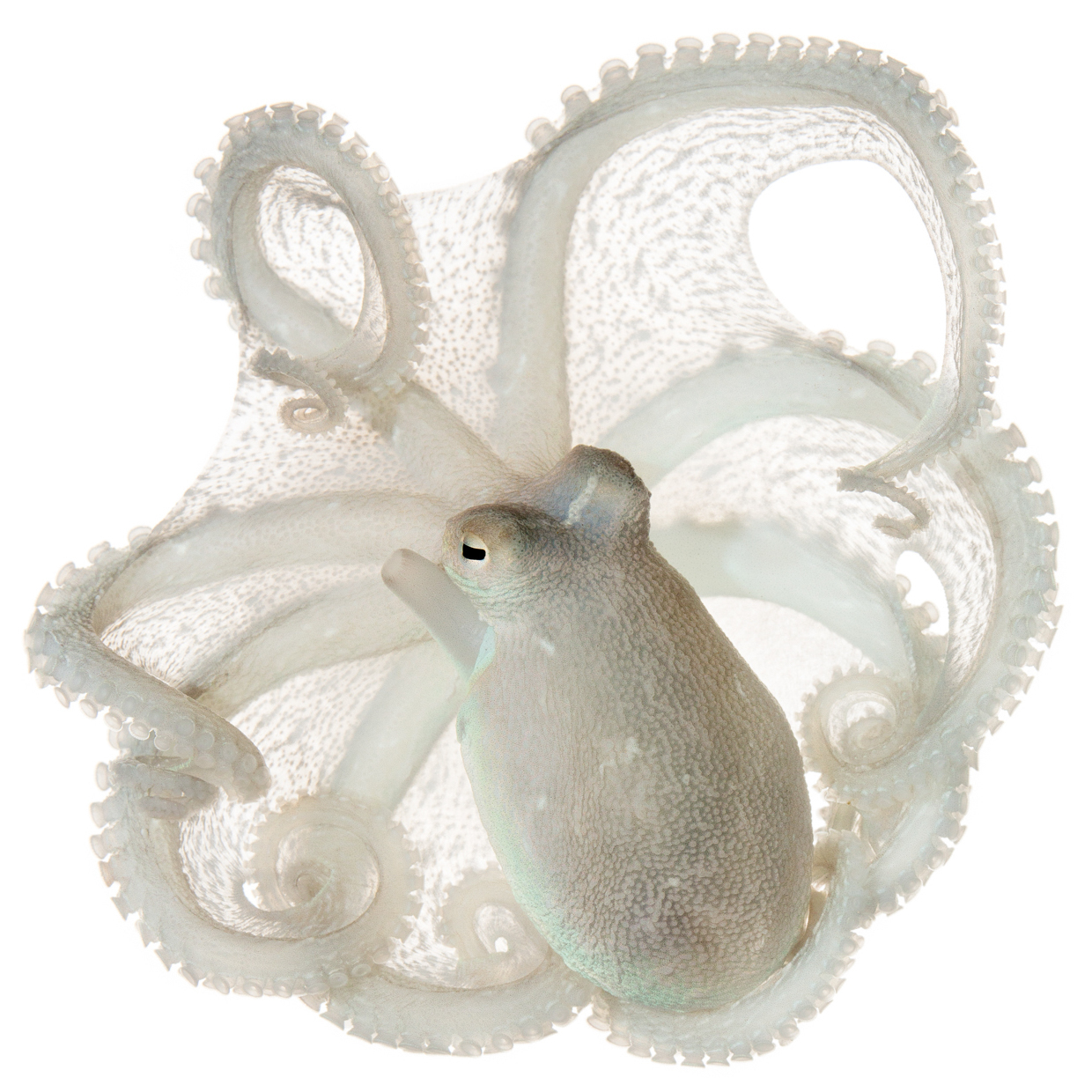 His job is to actually really stare at octopus, seahorse, jellyfish ...