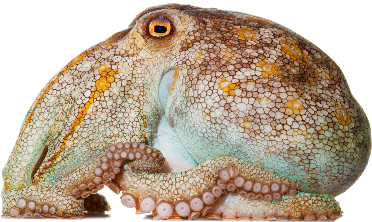 His job is to actually really stare at octopus, seahorse, jellyfish ...