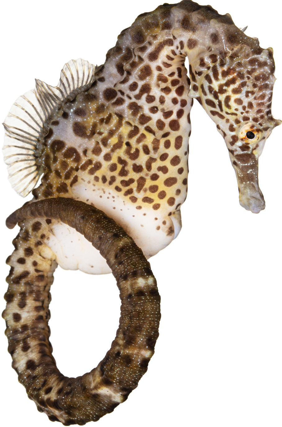 His job is to actually really stare at octopus, seahorse, jellyfish ...