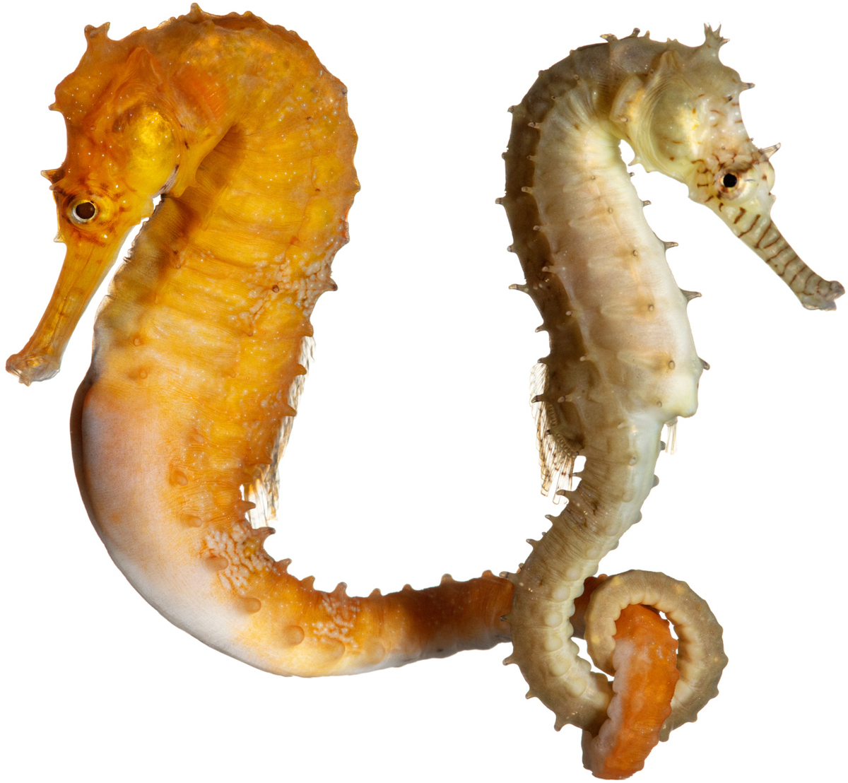 His job is to actually really stare at octopus, seahorse, jellyfish ...