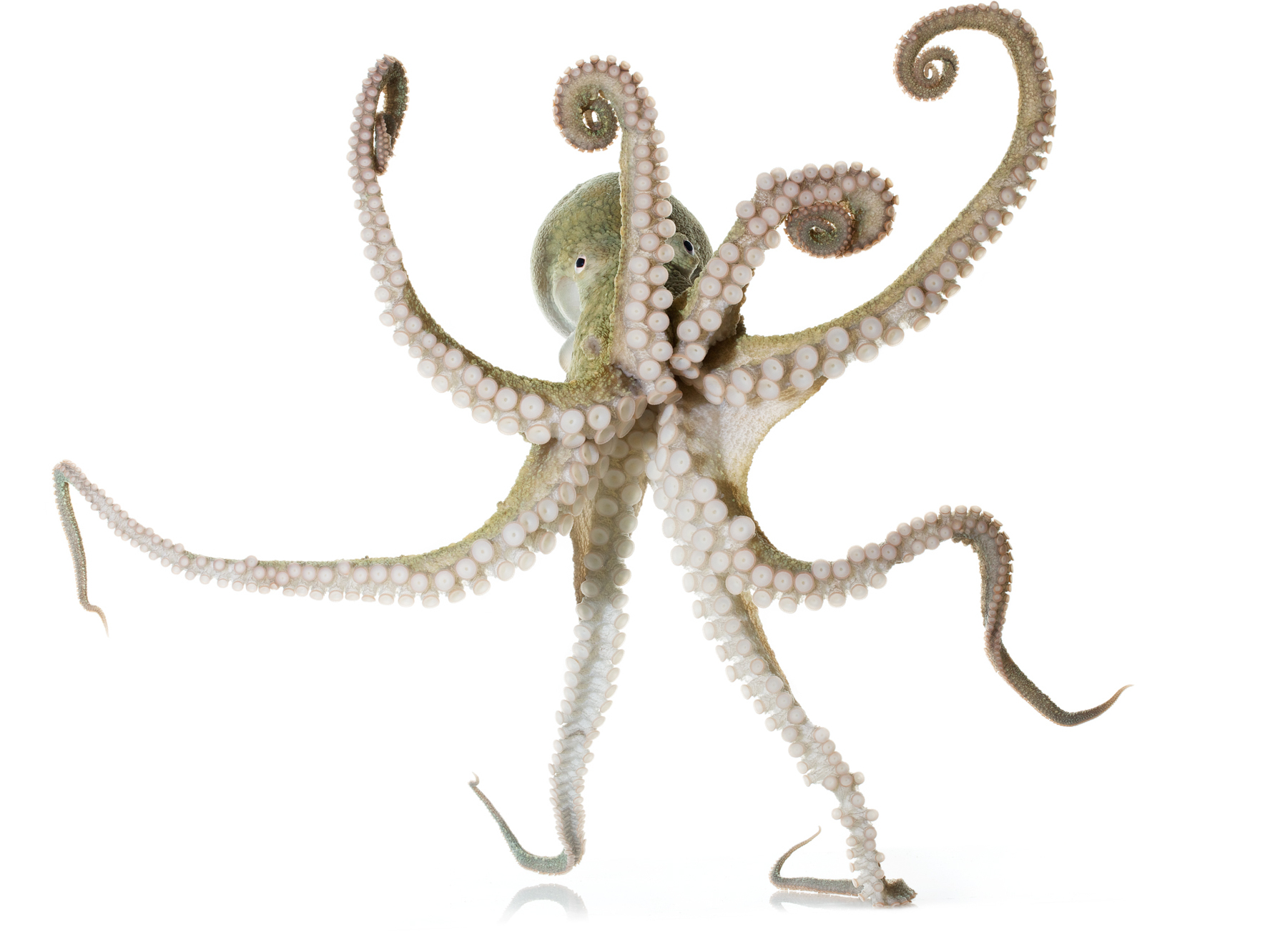 His job is to actually really stare at octopus, seahorse, jellyfish ...