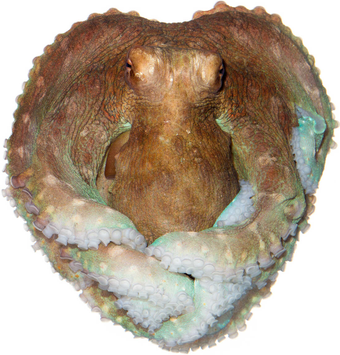 His job is to actually really stare at octopus, seahorse, jellyfish ...