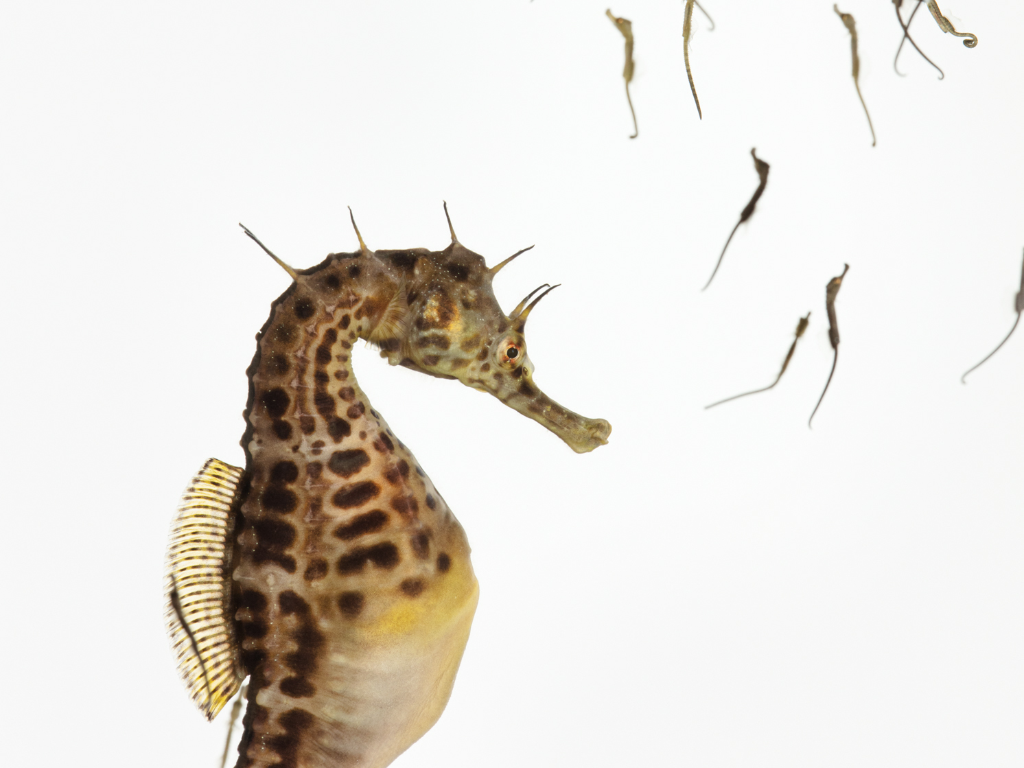 His job is to actually really stare at octopus, seahorse, jellyfish ...