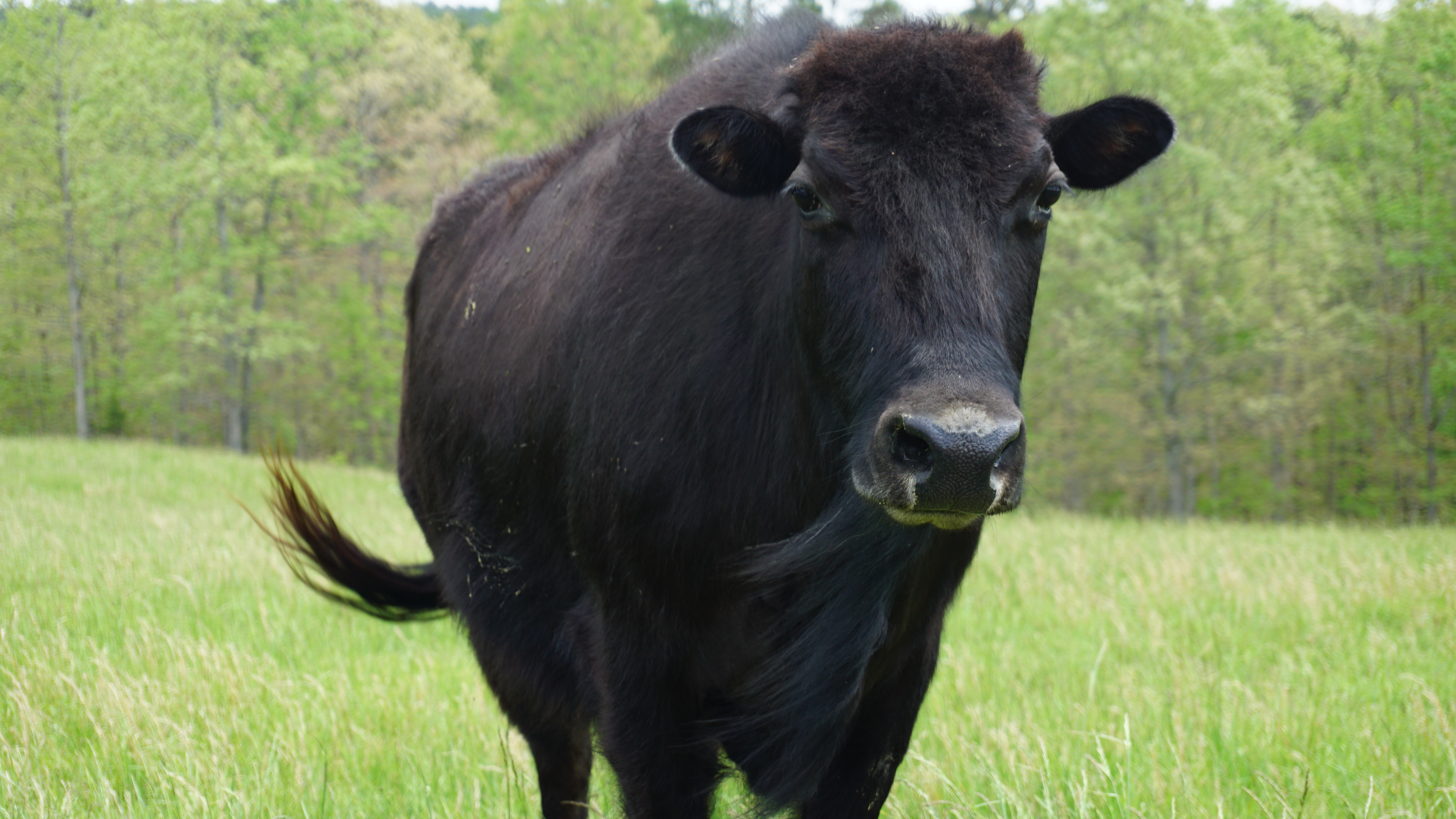 Beefalo is being touted as the healthy meat of the future : Shots ...