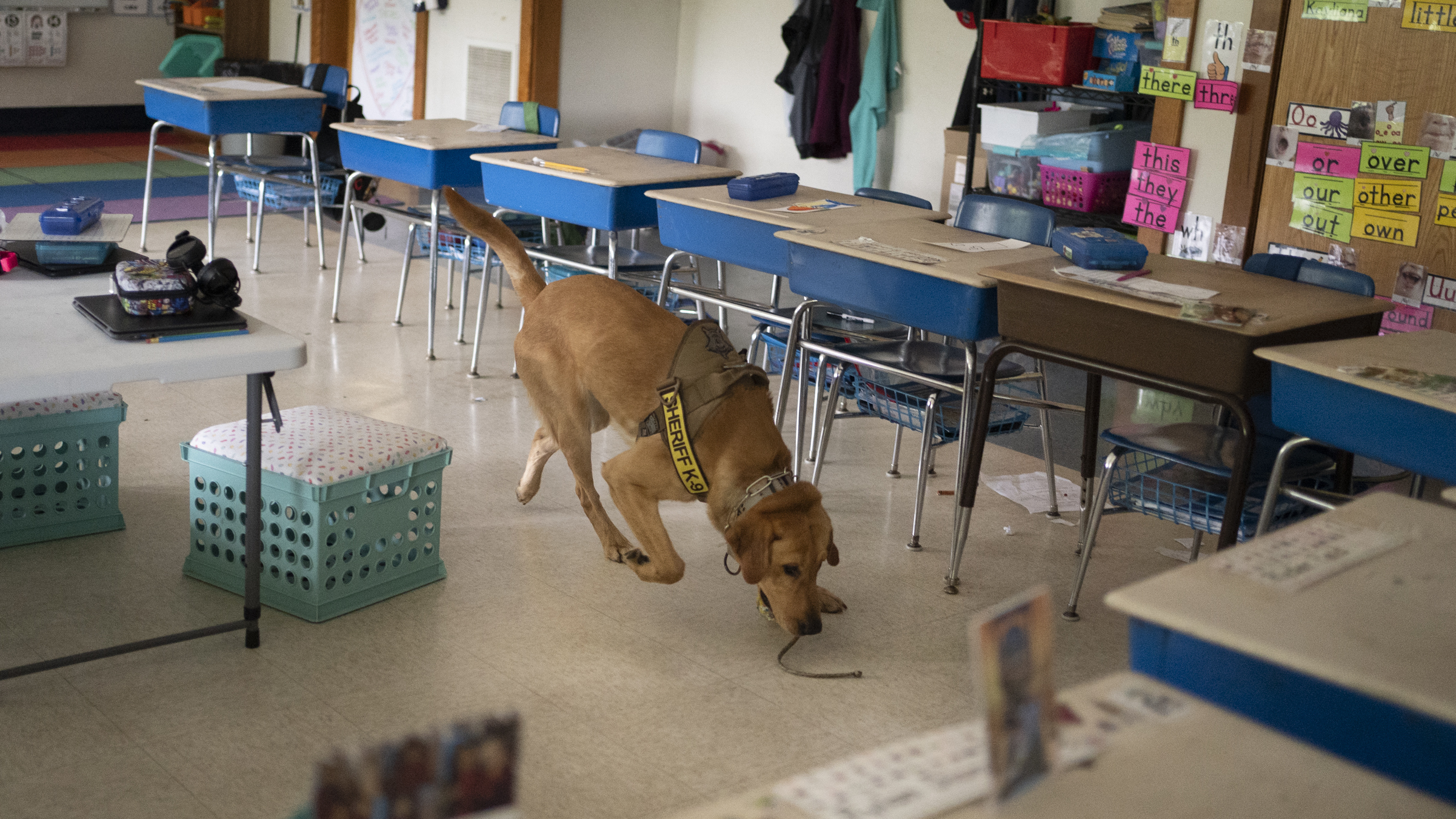COVID-detection dogs offer a new way to guard against the pandemic ...