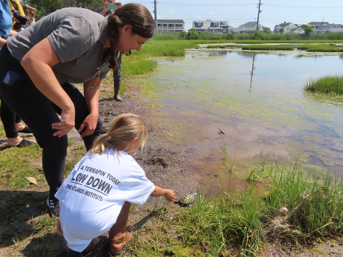 This kindergarten class has raised and set free 18 orphaned turtles : NPR