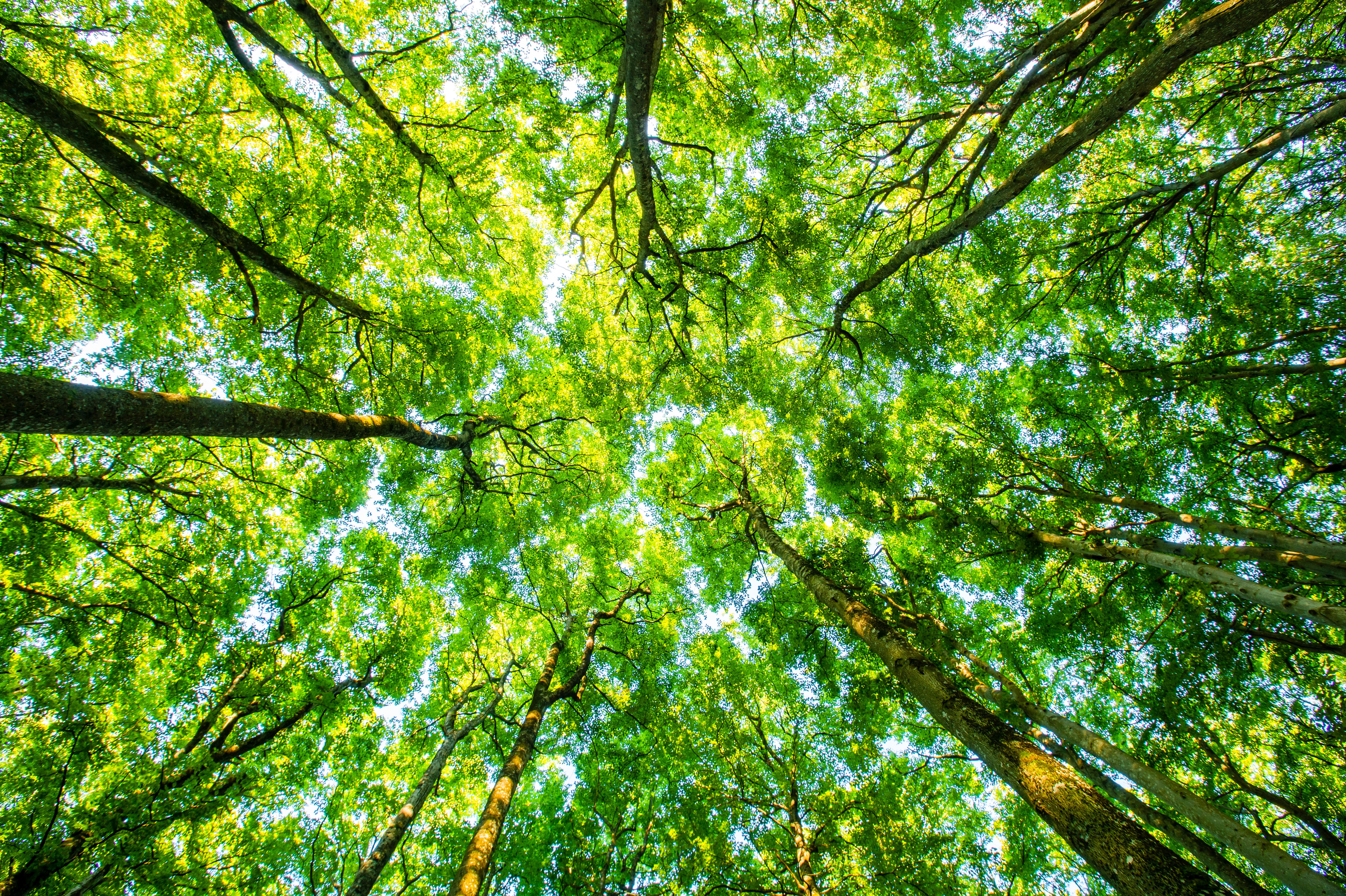 Green trees store