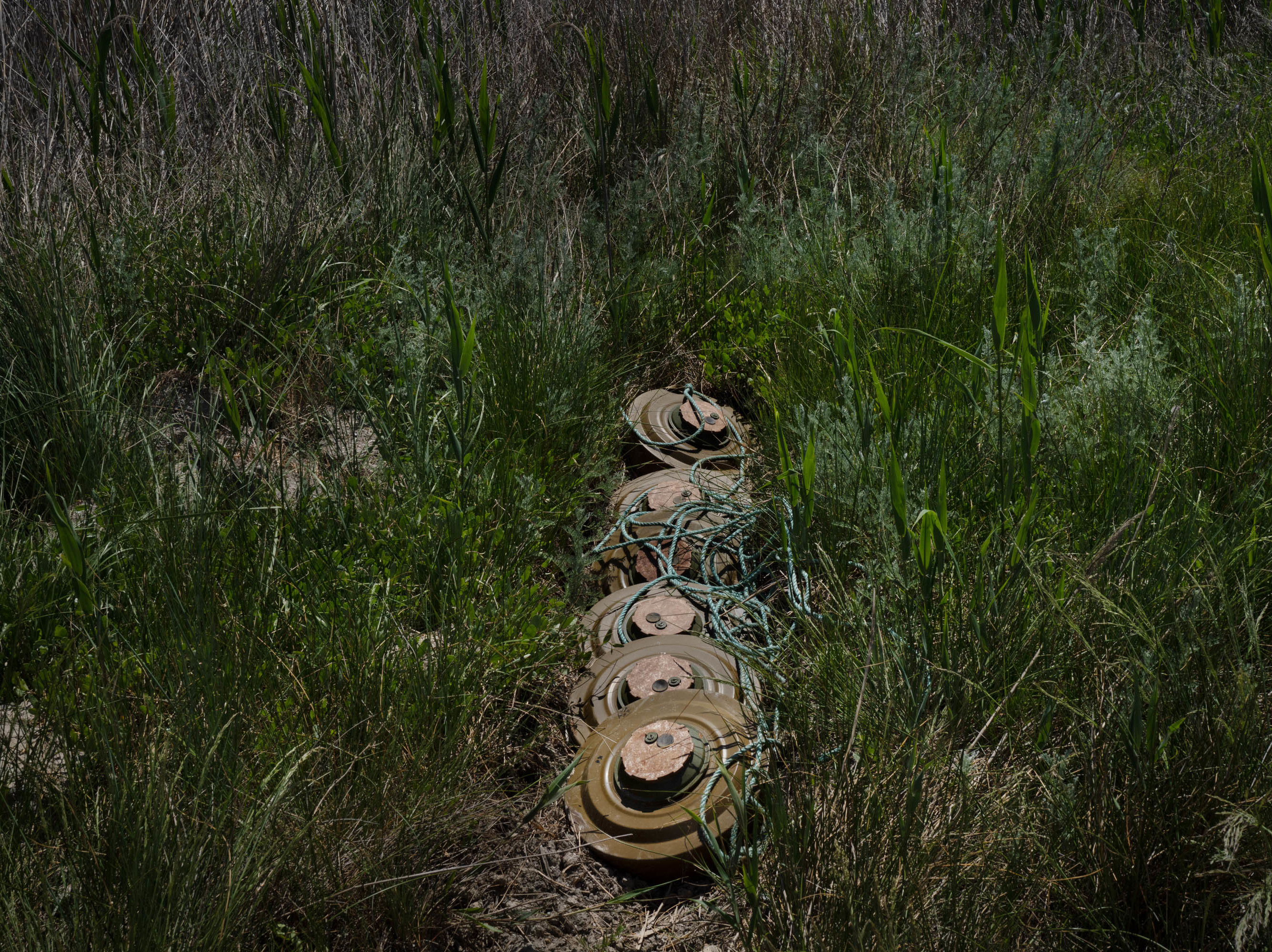 Shredded trees, dead dolphins and wildfires — how Russia's invasion is ...