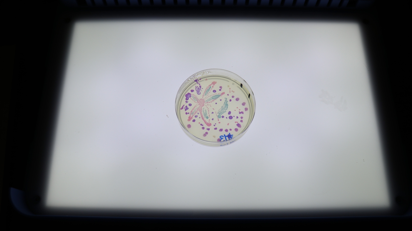 Let's Get Crafty With Agar Art! : Short Wave : NPR