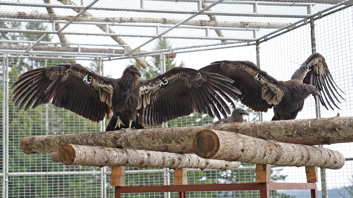 The Quest To Save The California Condor : Short Wave : NPR