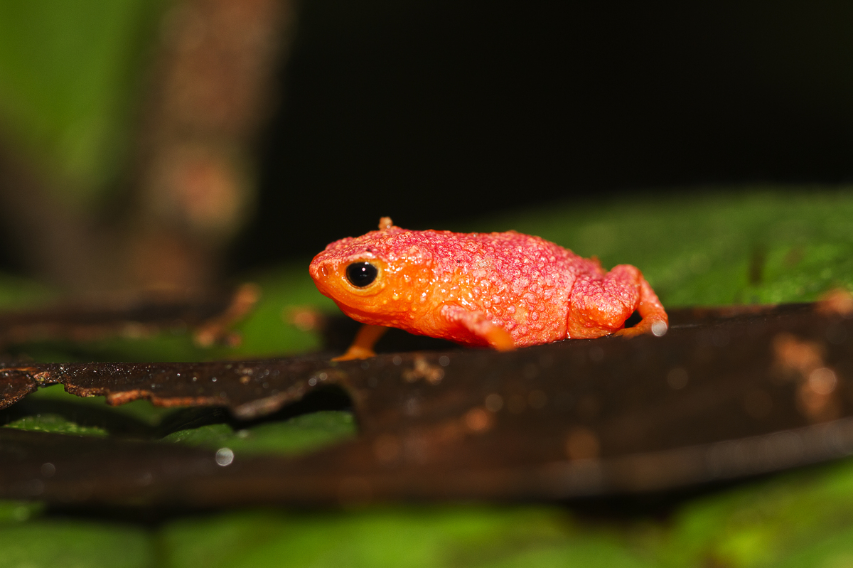 Against All Odds, The Pumpkin Toadlet Is : Short Wave : NPR