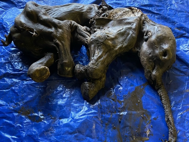 A mummified baby mammoth was found in Canada with intact hair, skin and ...