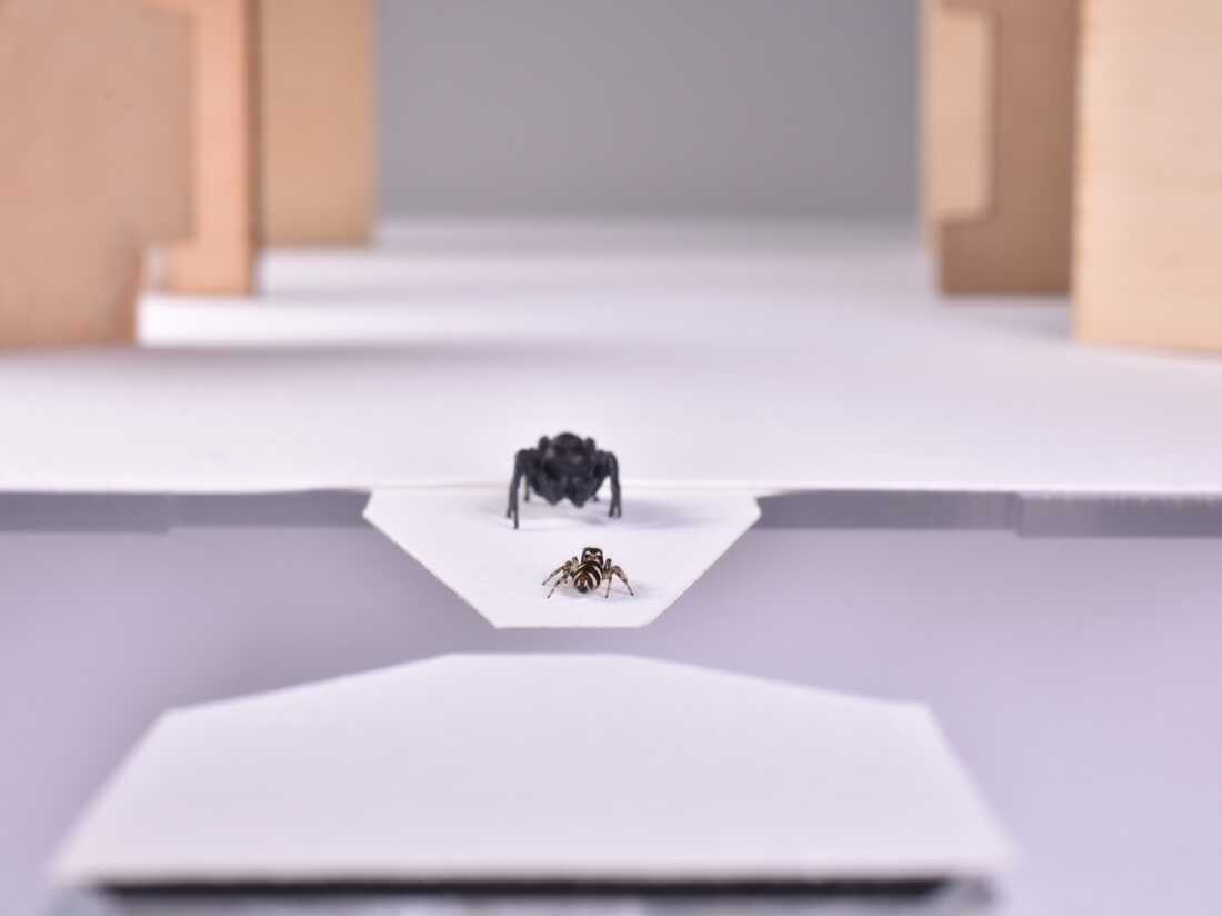 Spiders Can Fear Other Spiders : Short Wave : NPR