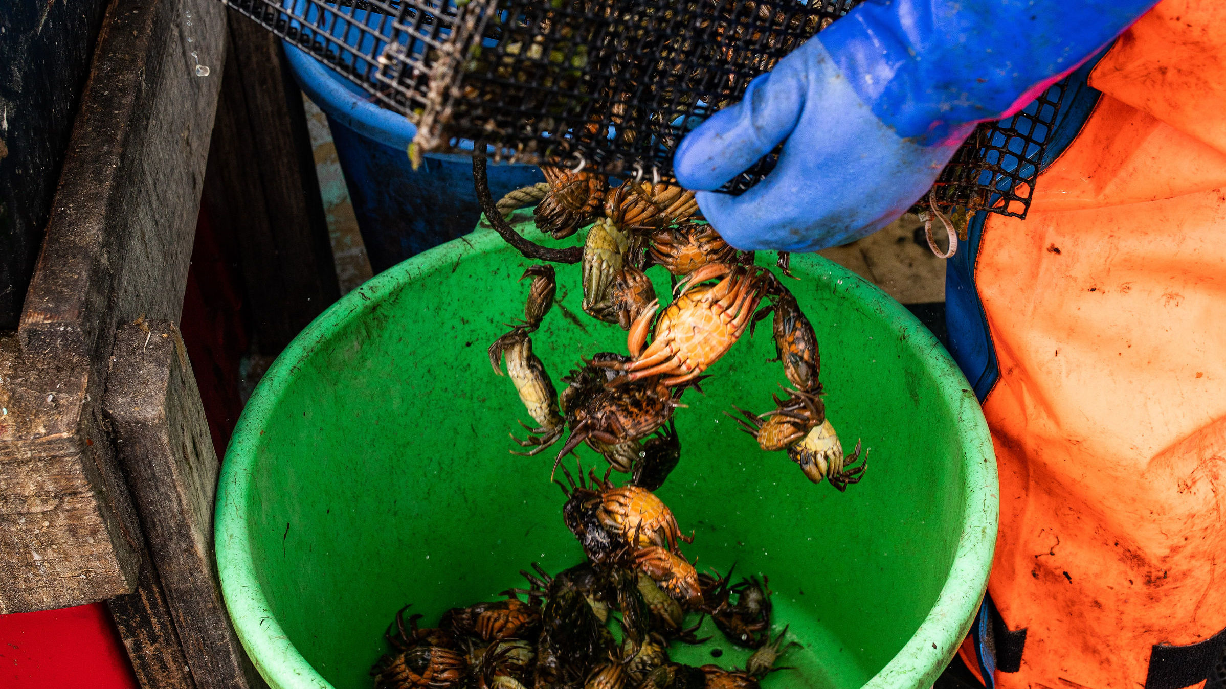 How a New Hampshire distillery is fighting invasive green crabs — with ...